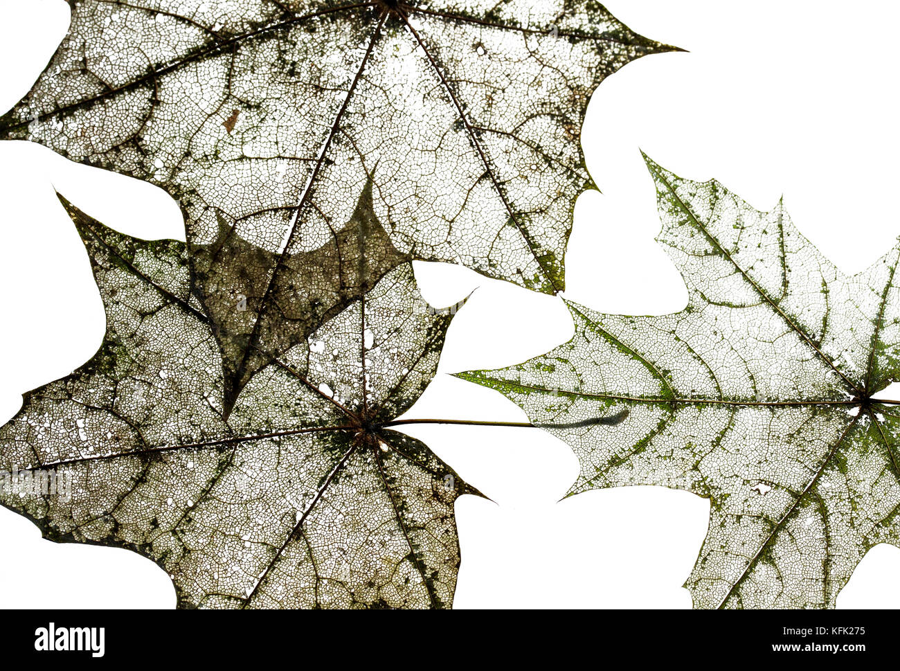 natural backdrop of the hollow transparent weightless skeletons of ...