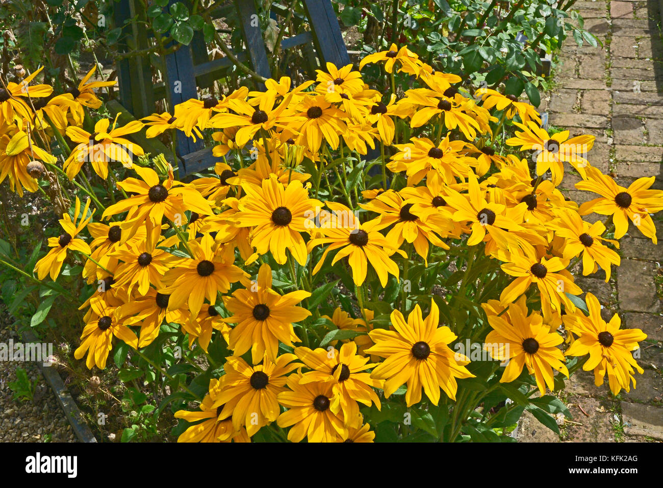 Rudbeckia hirta Black Eyed Susan flower in a garden border Stock Photo ...