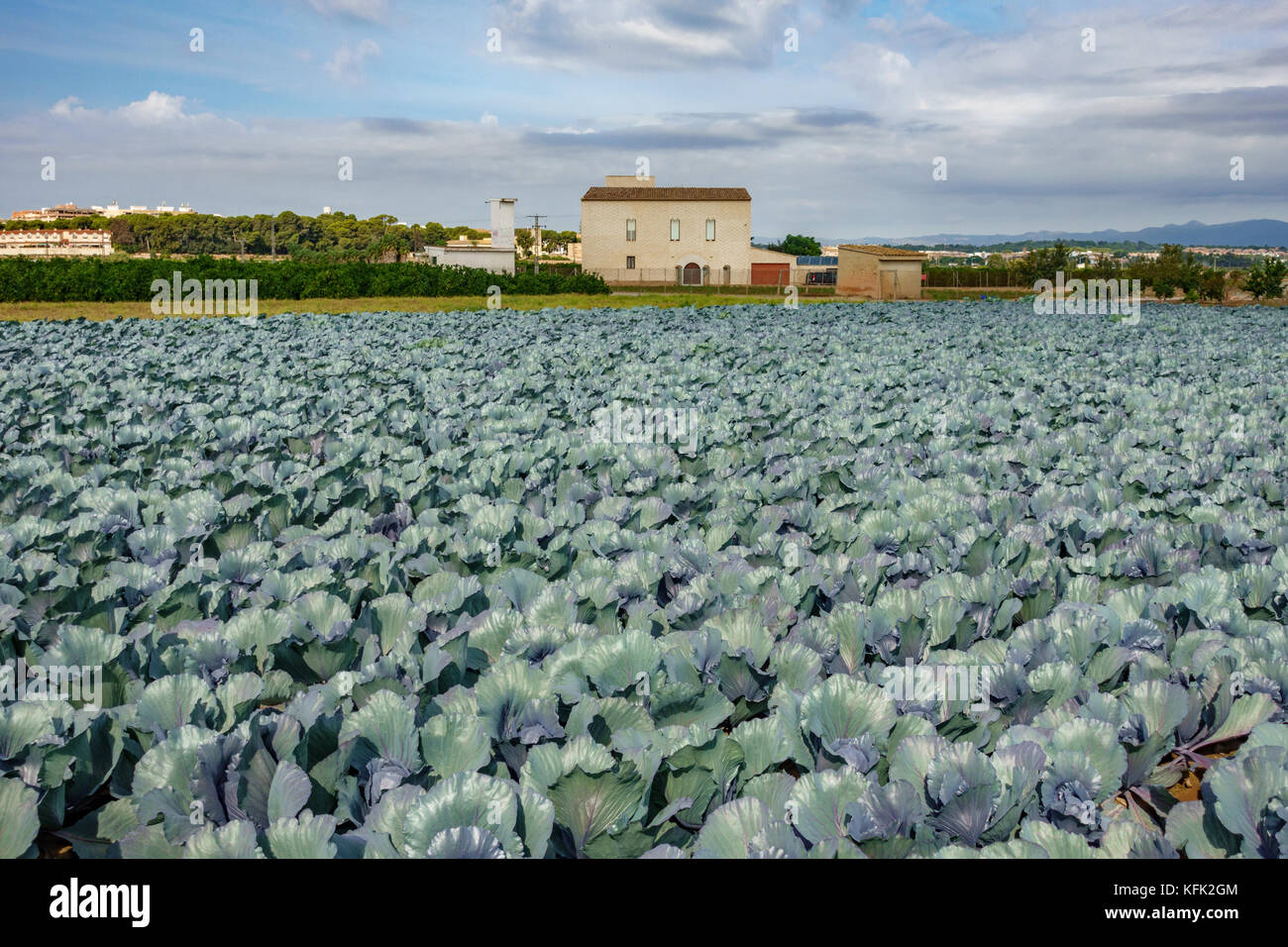 Cabbage plantation and house Stock Photo - Alamy