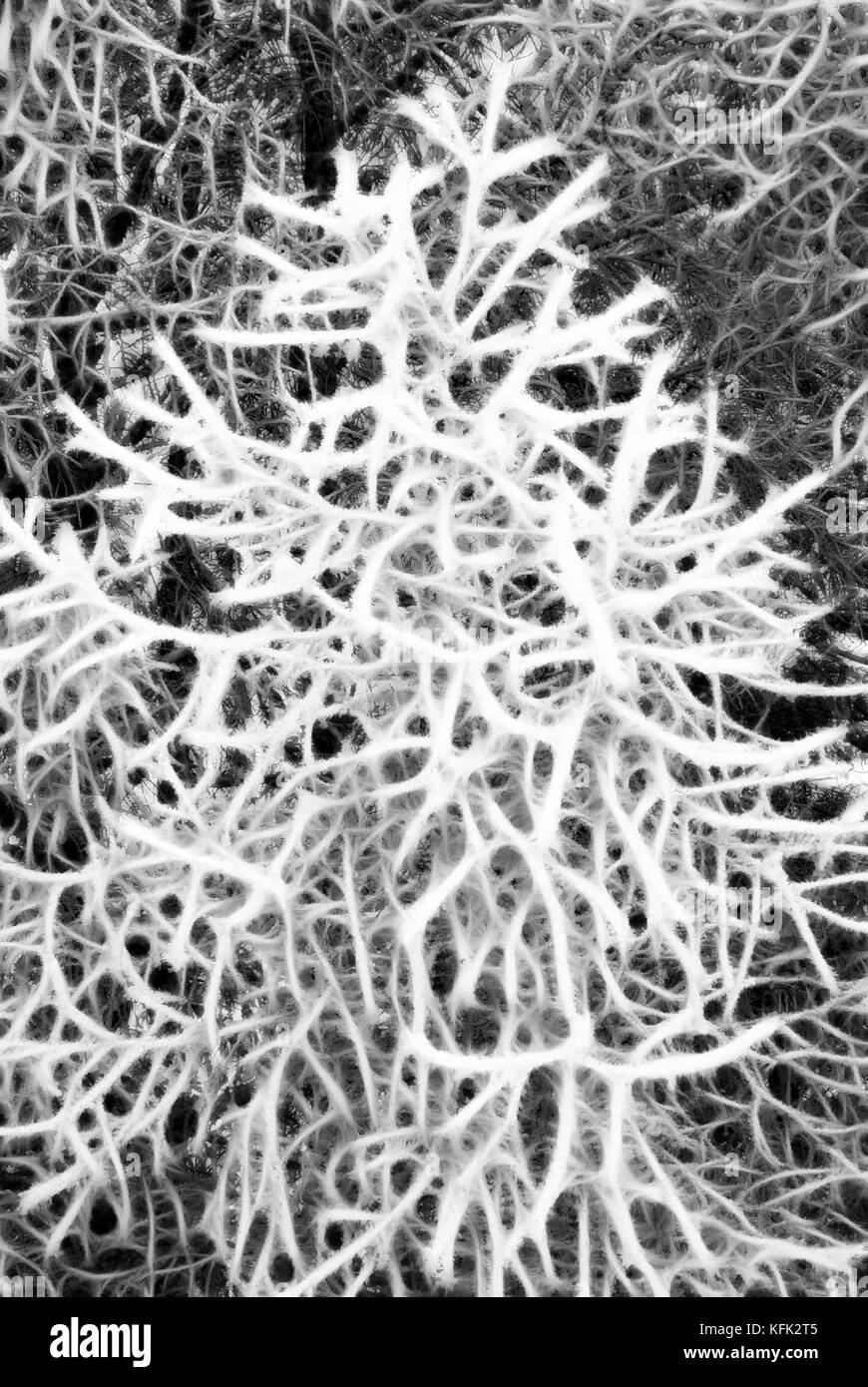 Thinking plant substance hi-res stock photography and images - Alamy