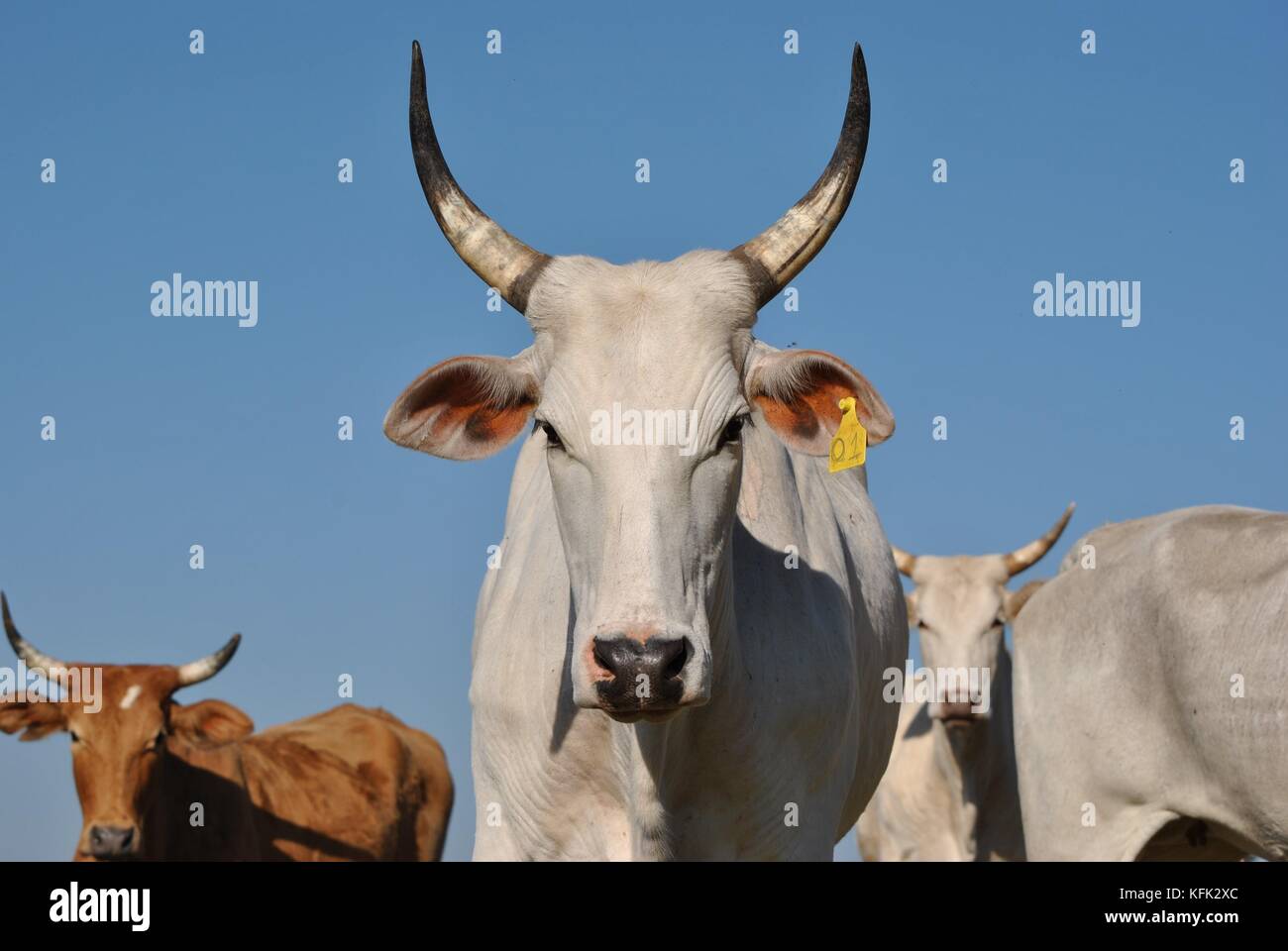 brazilian Nellore cow Stock Photo - Alamy