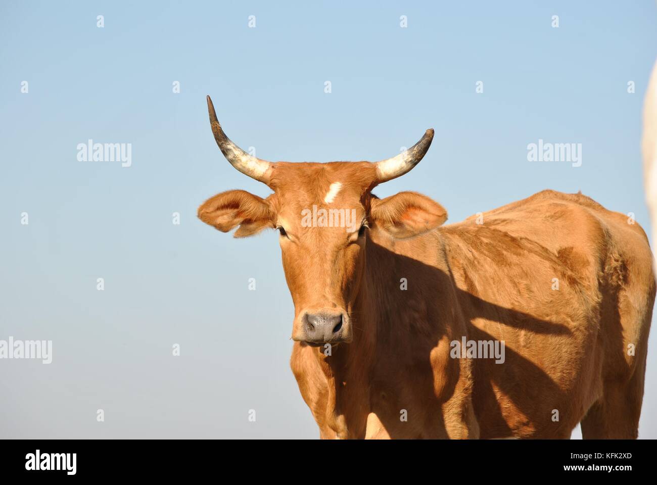 brazilian Nellore cow Stock Photo - Alamy