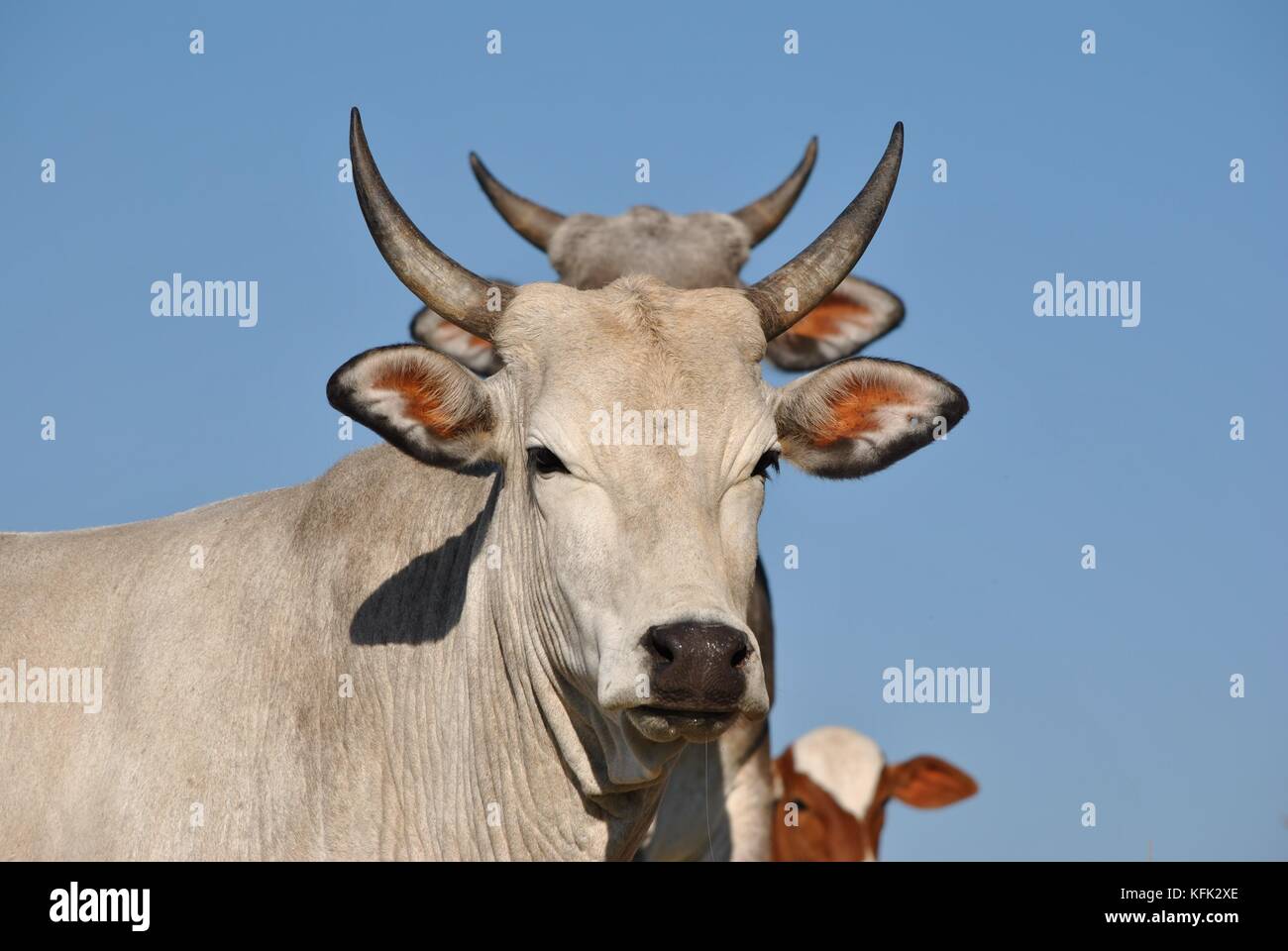 Observant brown cow hi-res stock photography and images - Alamy
