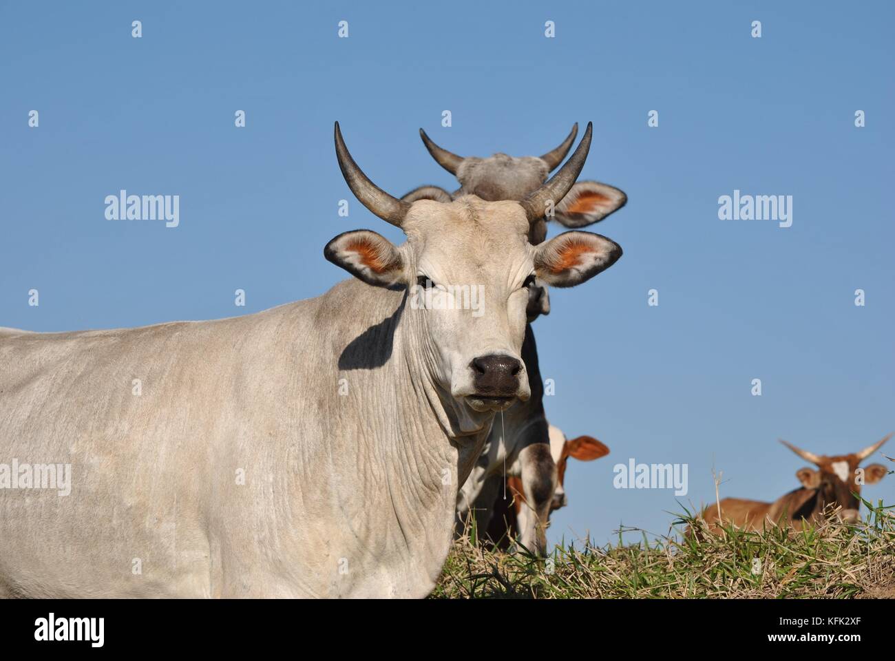 brazilian Nellore cow Stock Photo - Alamy