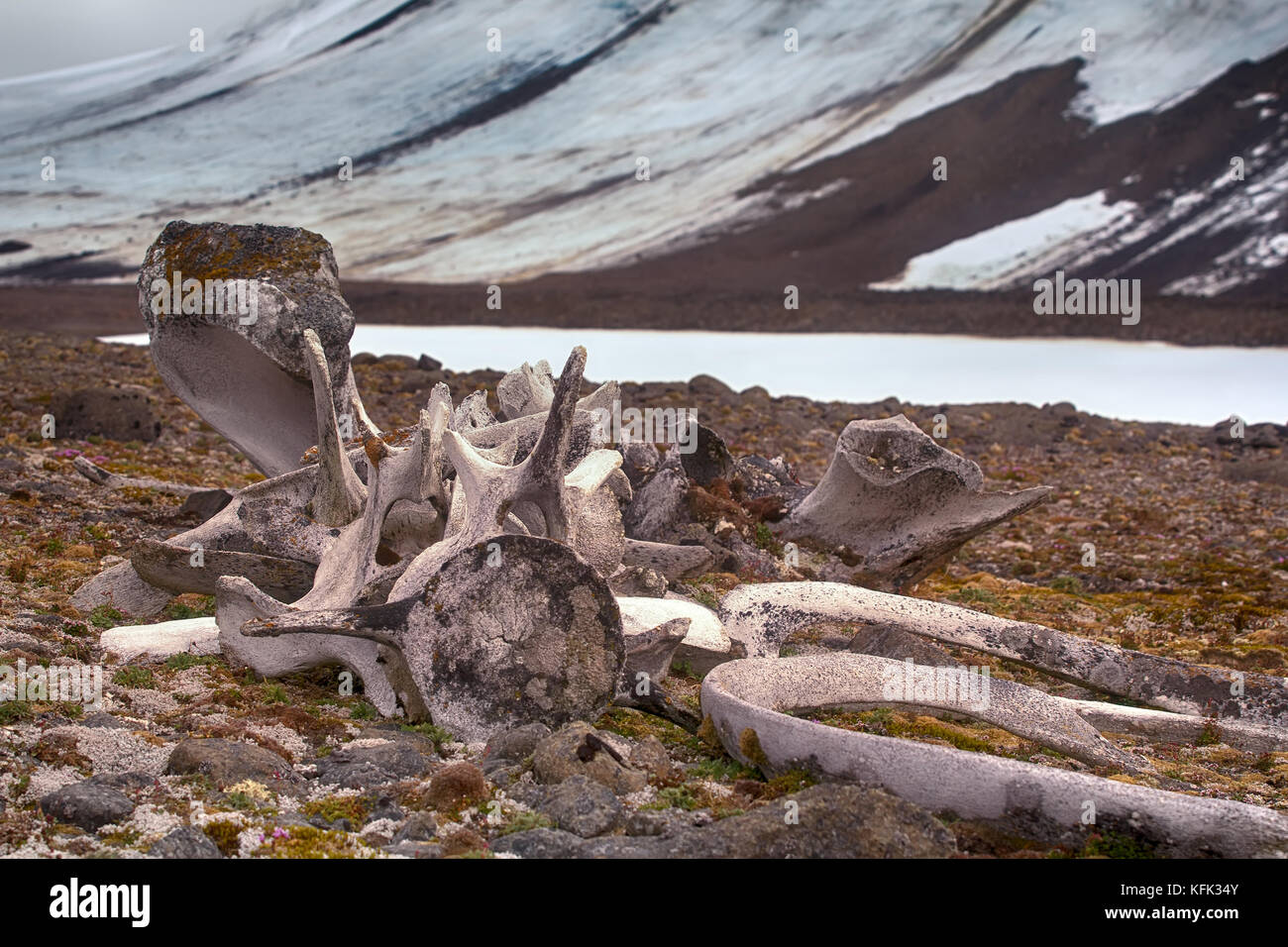 Exotic Arctic, Arctic adventure. Huge bones of ancient whales on ...