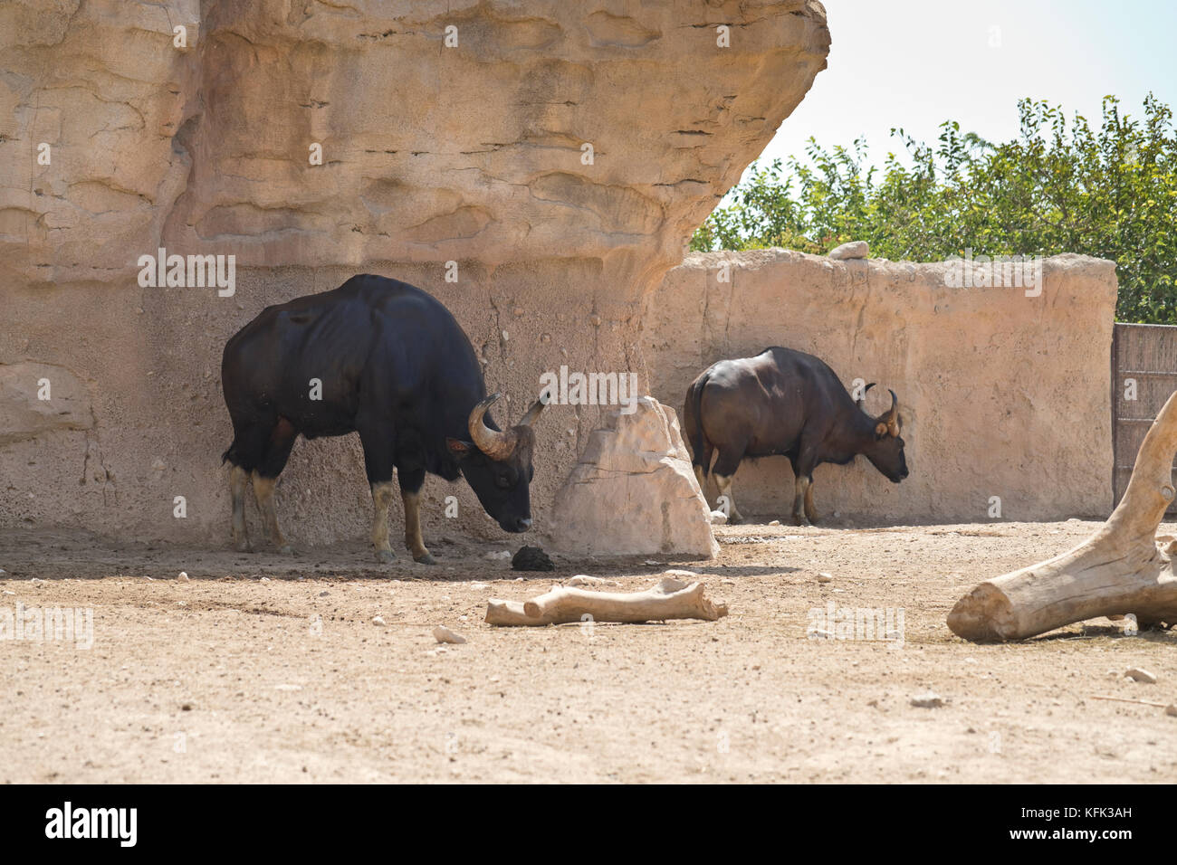 Gaur or Indian Bison (Bos gaurus) in captivity, Spain Stock Photo - Alamy