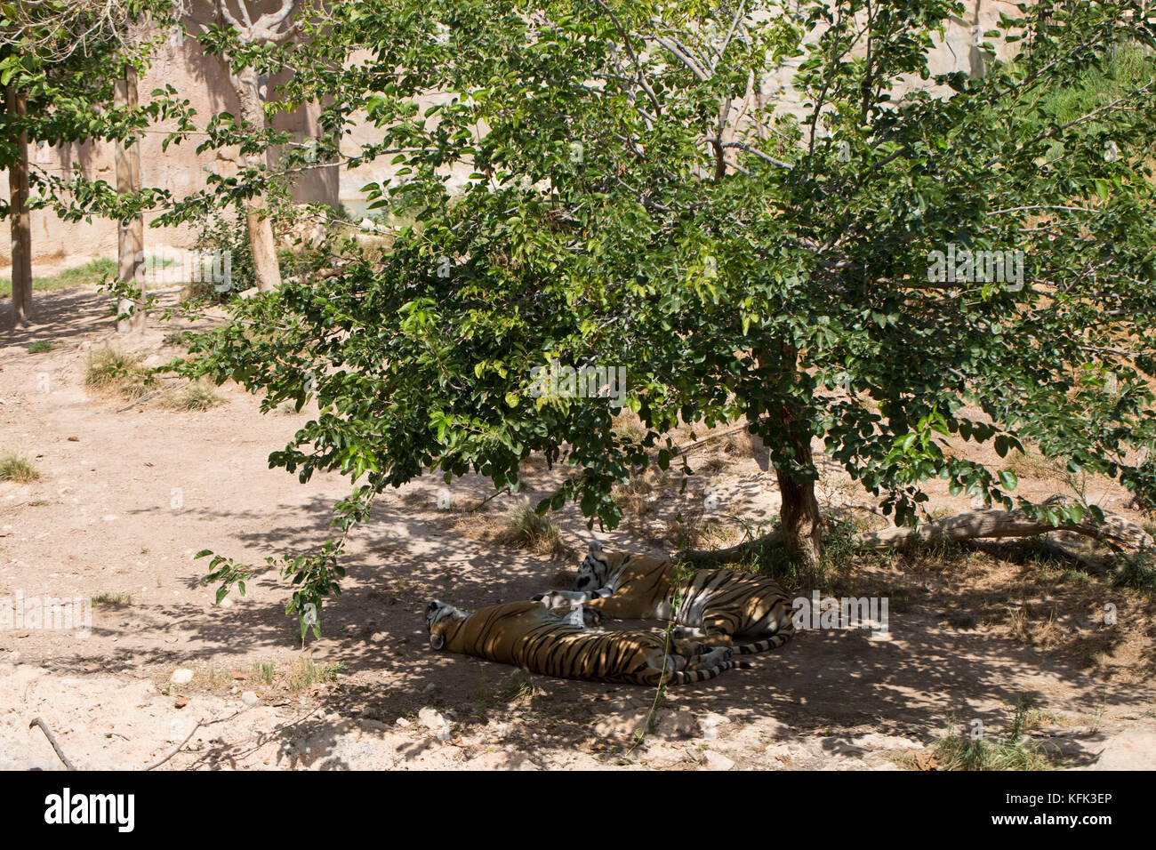 Tiger sleeping in tree hi-res stock photography and images - Alamy