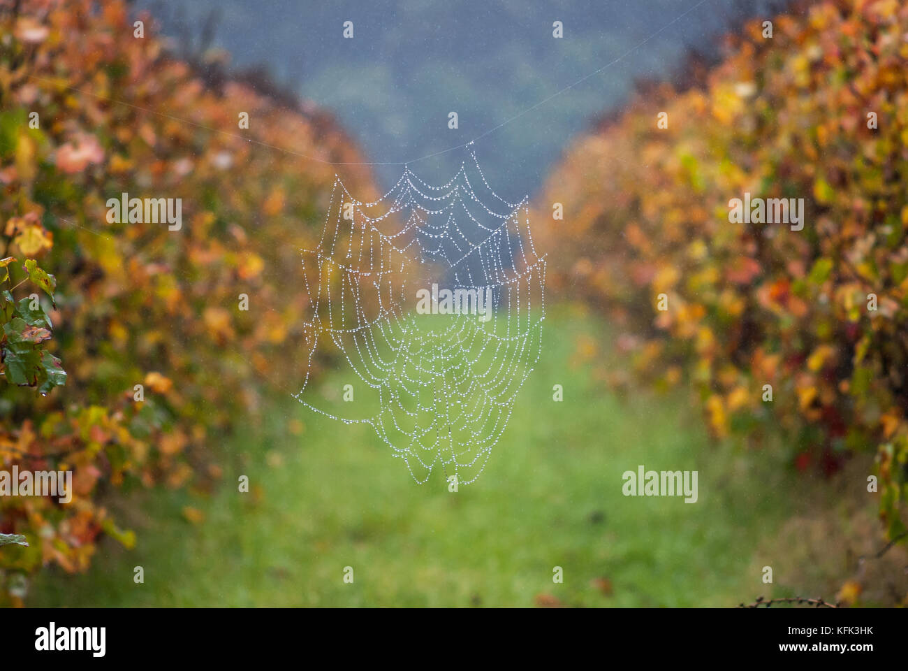 Spider vines hi-res stock photography and images - Alamy