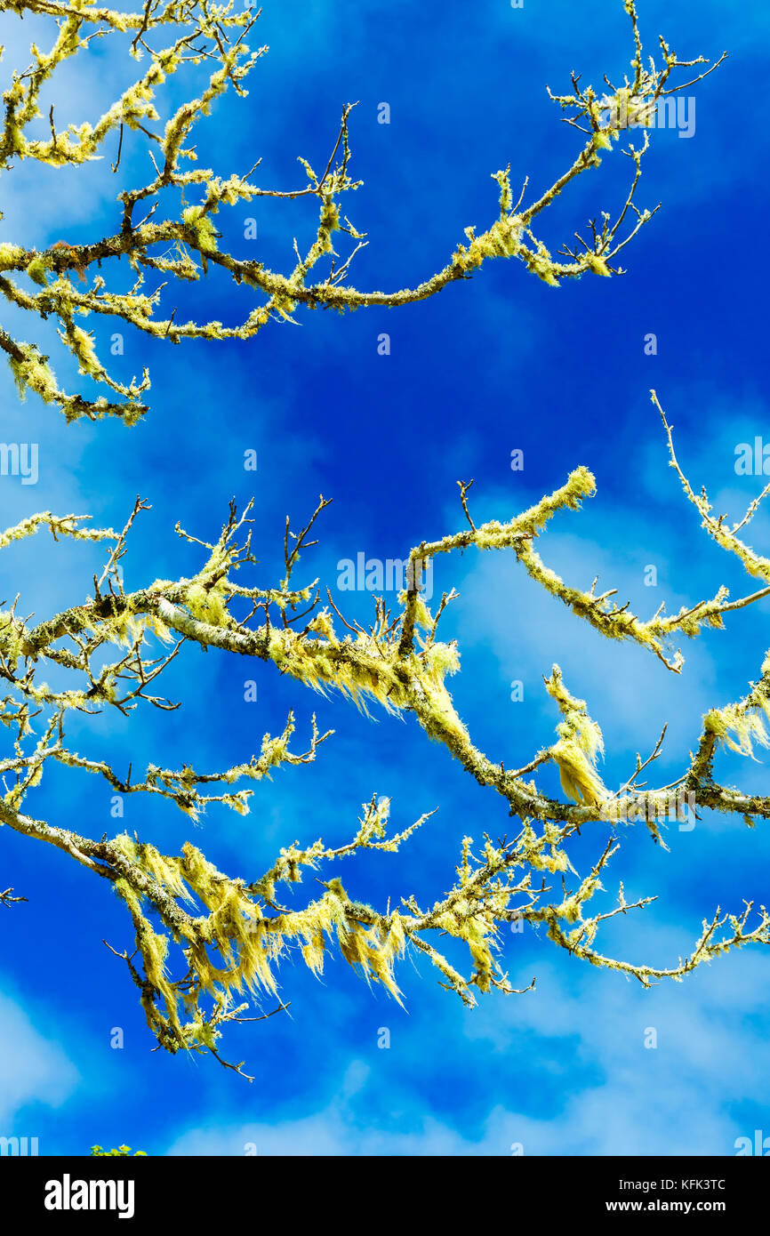 Lichens on a tree branches Stock Photo - Alamy