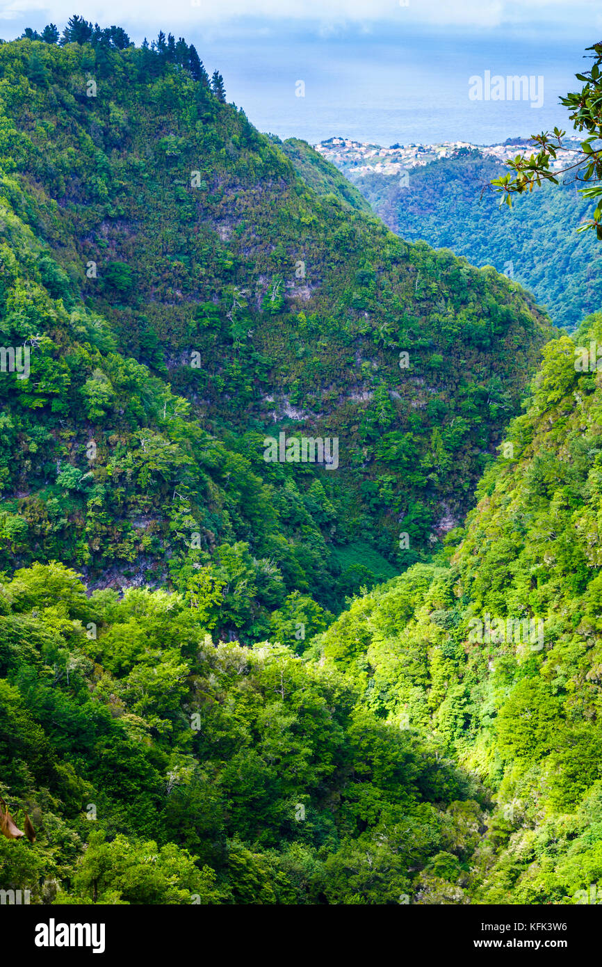 Laurisilva or laurel forest Stock Photo - Alamy