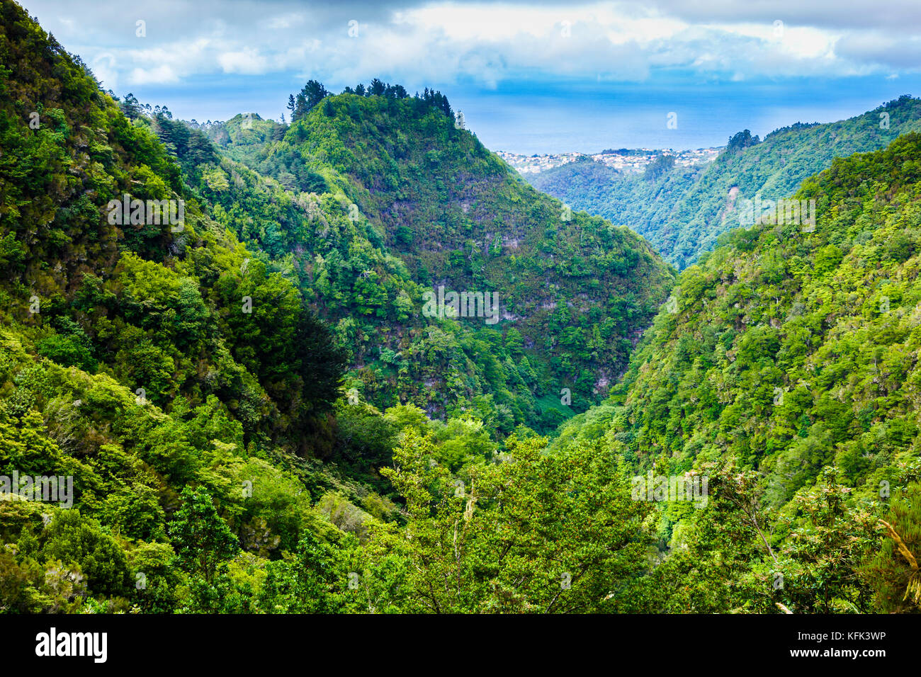Madeira evergreen laurissilva forest hi-res stock photography and ...