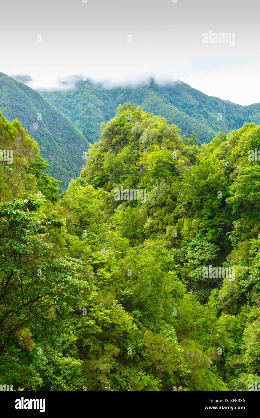 Laurisilva or laurel forest Stock Photo - Alamy