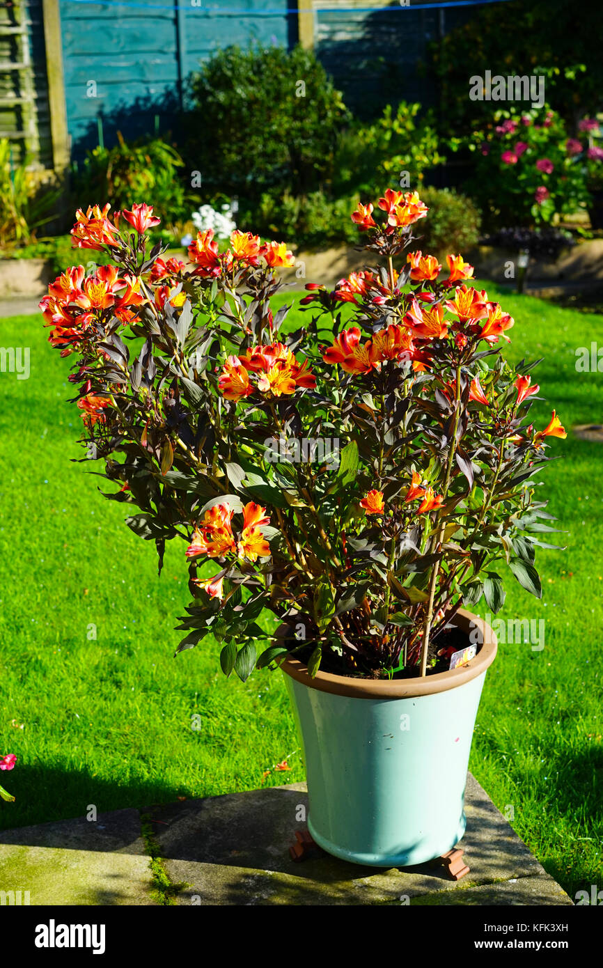 Alstroemeria garden hi-res stock photography and images - Alamy
