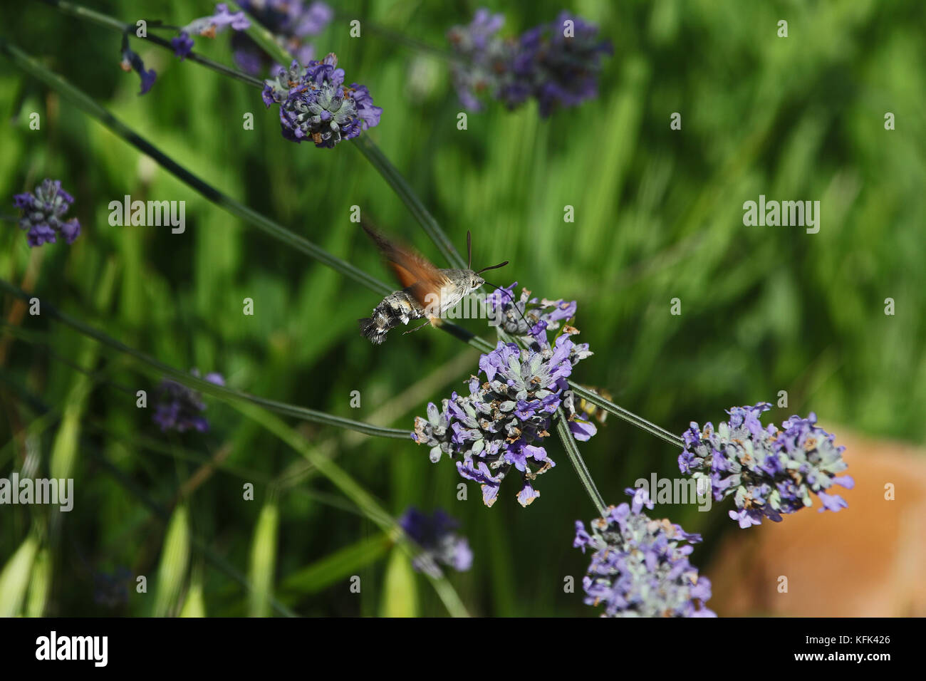 Hummingbird hawk moth garden pollinator hi-res stock photography and ...