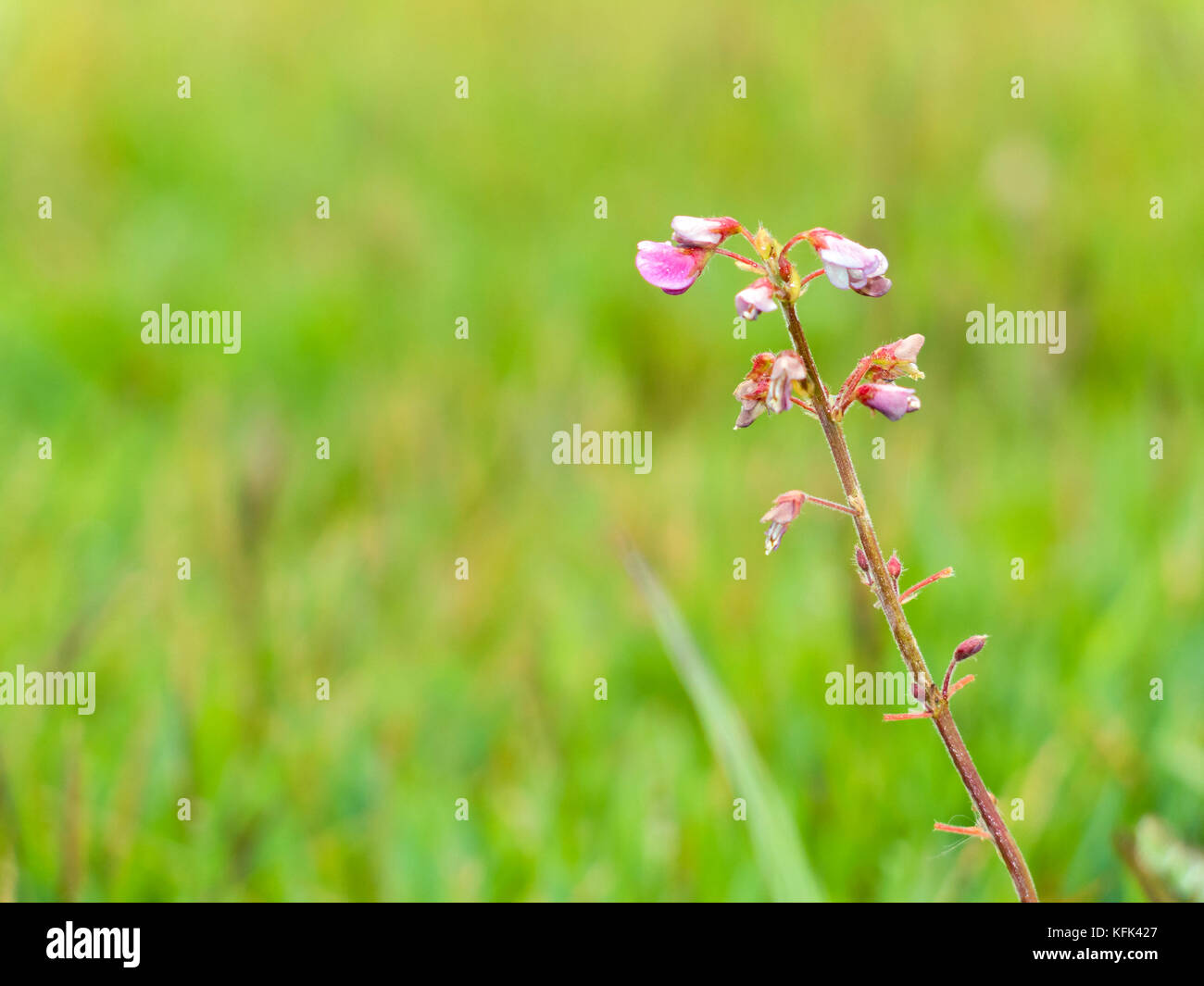 small delicate pink flower growing on the grass Stock Photo - Alamy