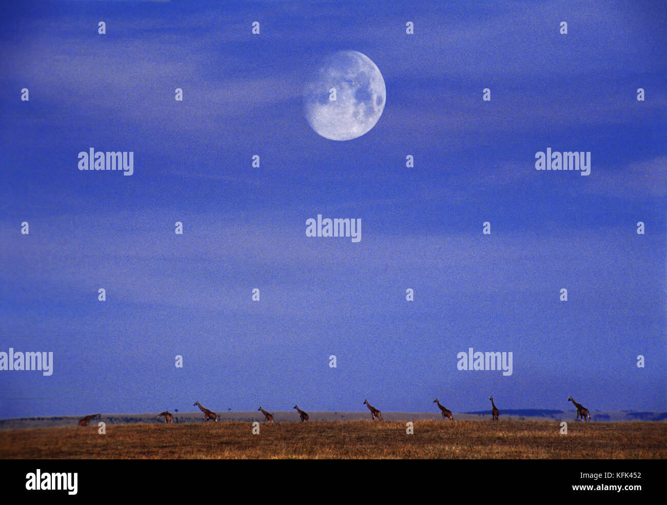 Giraffe line with the moon late in the afternoon on the plains, Masai ...