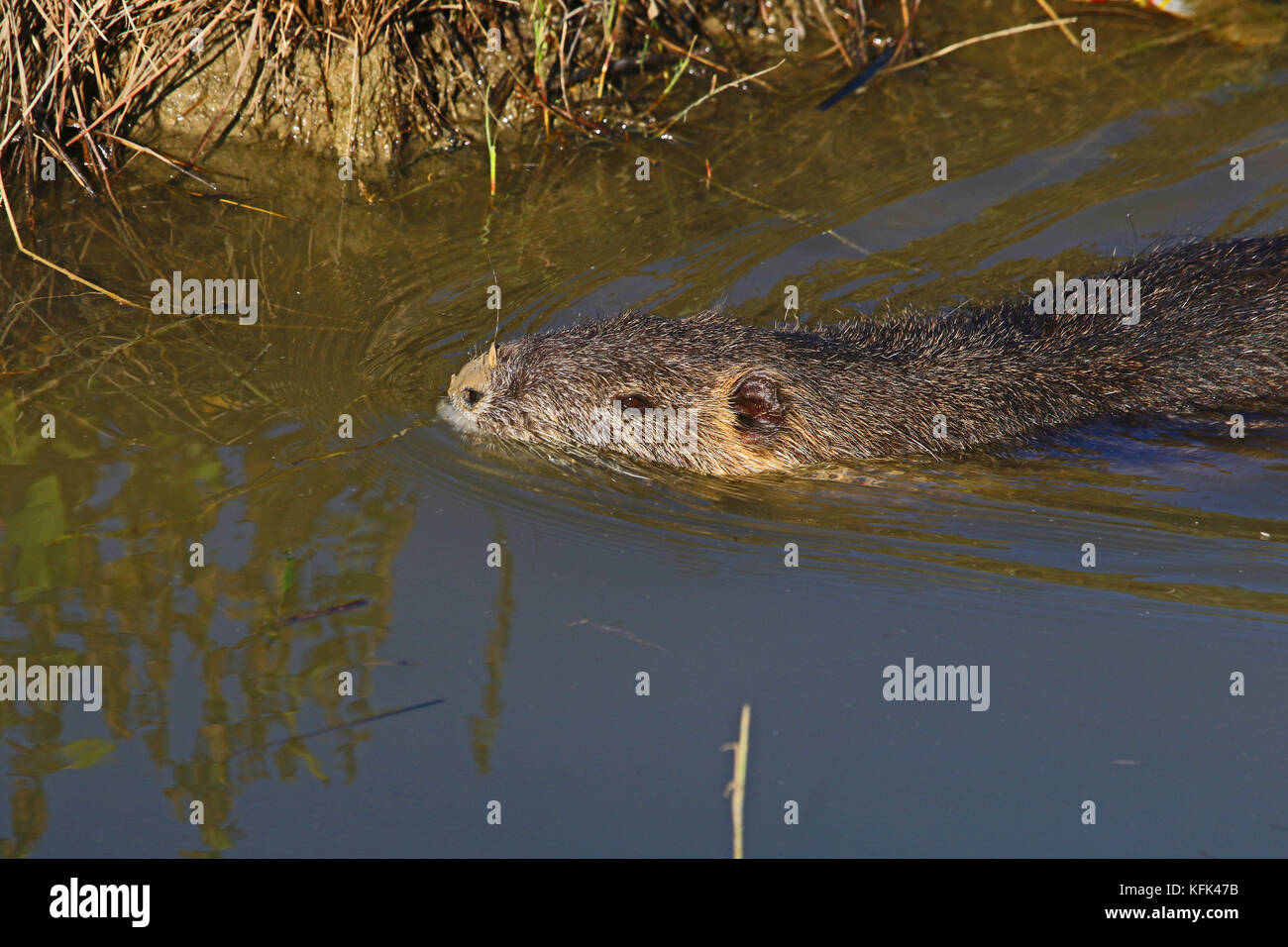 Coypu or nutria or type of beaver eating a root in a stream in Italy ...