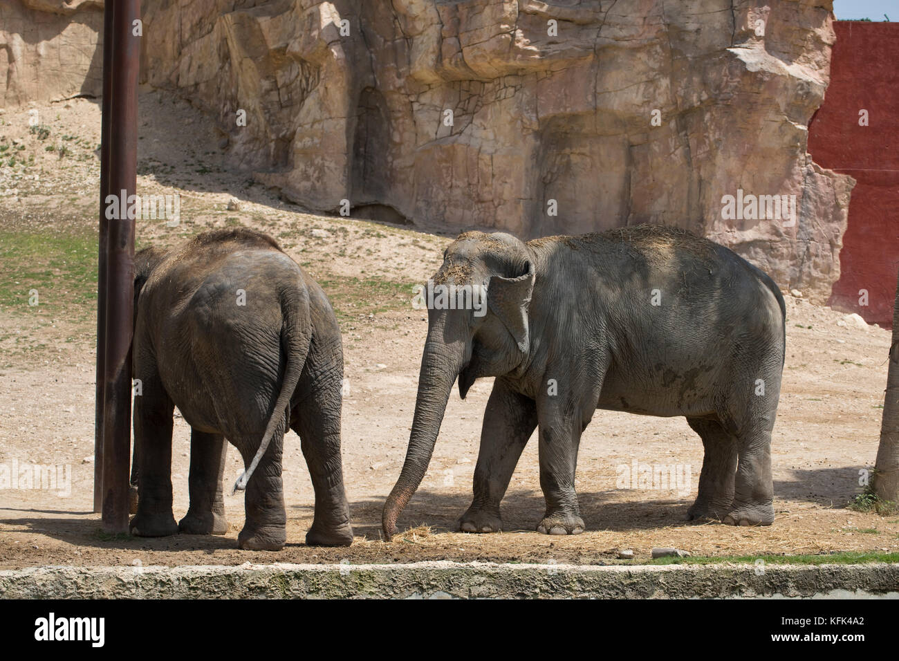 Two elephants elephant hi-res stock photography and images - Alamy