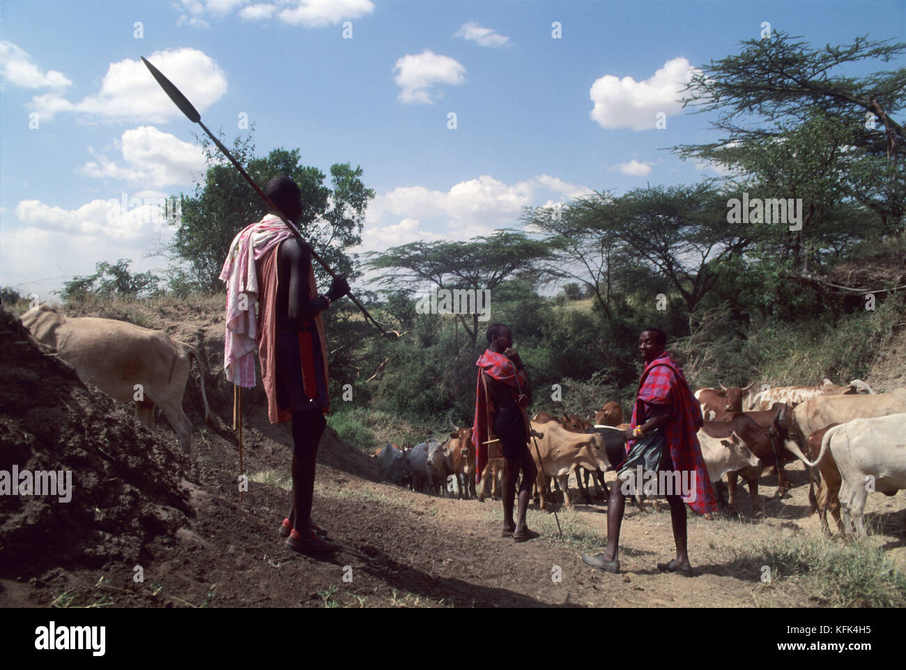 Masai tribesmen with cattle near Masai Mara Game Reserve, Kenya Stock ...