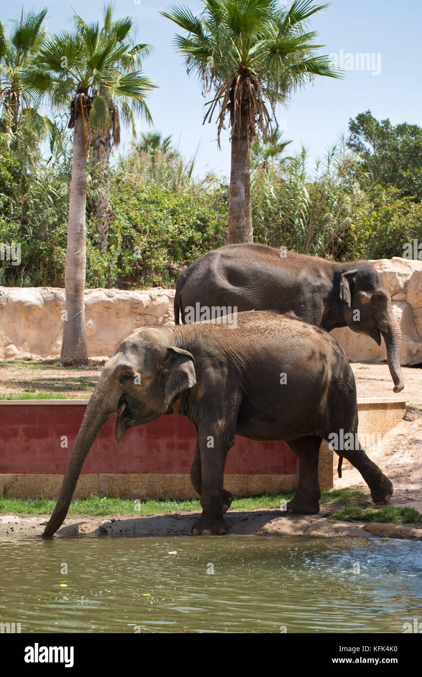 Elephants in captivity, Spain Stock Photo - Alamy