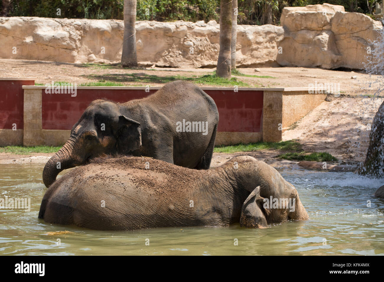 Elephants in captivity, Spain Stock Photo - Alamy