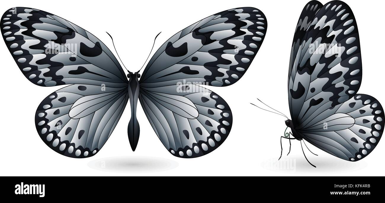 Set of colorful butterflies. Front and side view Stock Vector Image ...