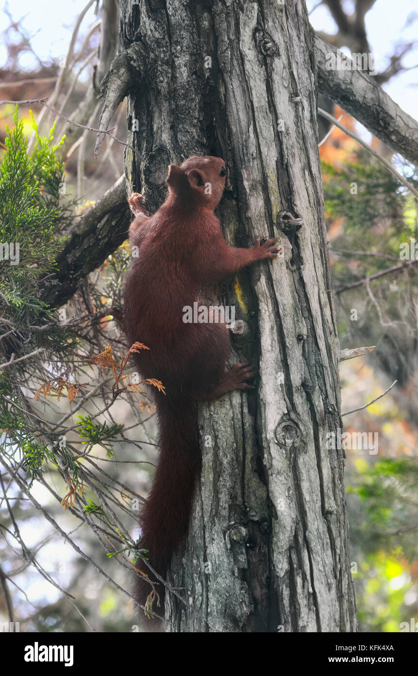 Red squirrel going up by the trunk of a pine tree. Wildlife inside of ...