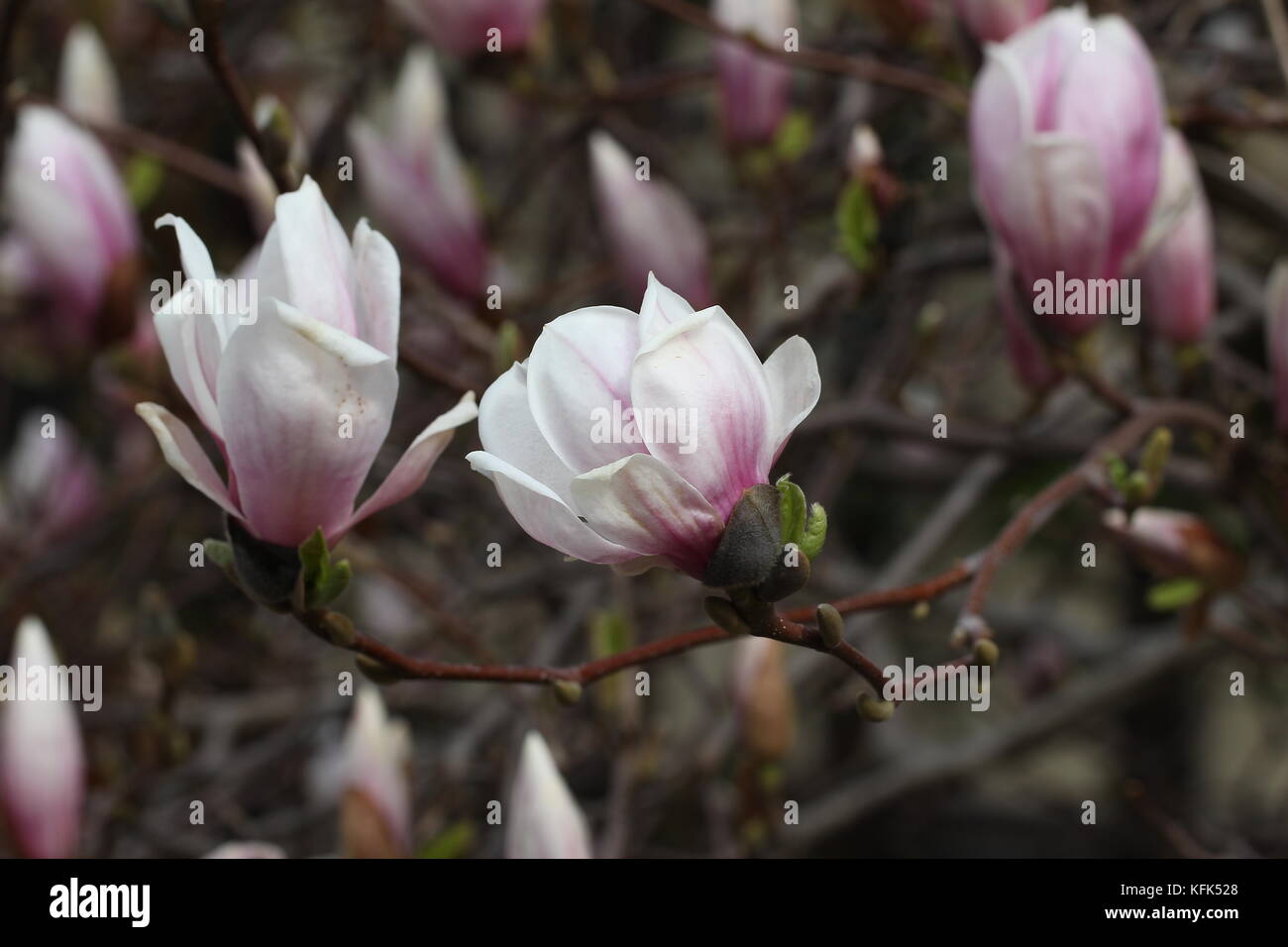 Magnolia / Magnolia - Very beautiful spring flowers Stock Photo - Alamy