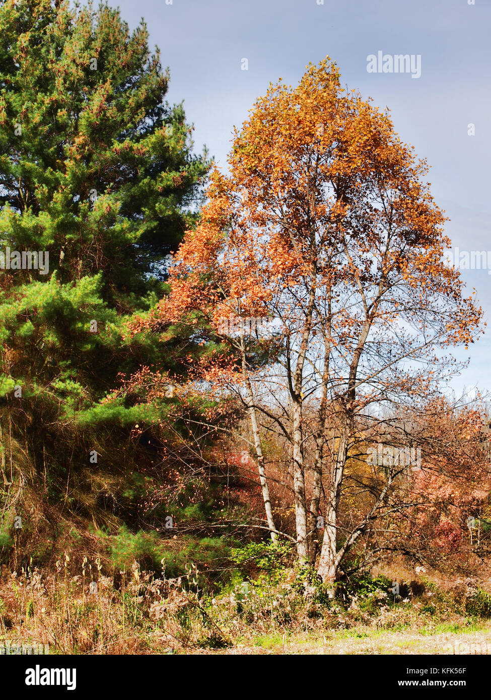 trees in autumn Stock Photo - Alamy
