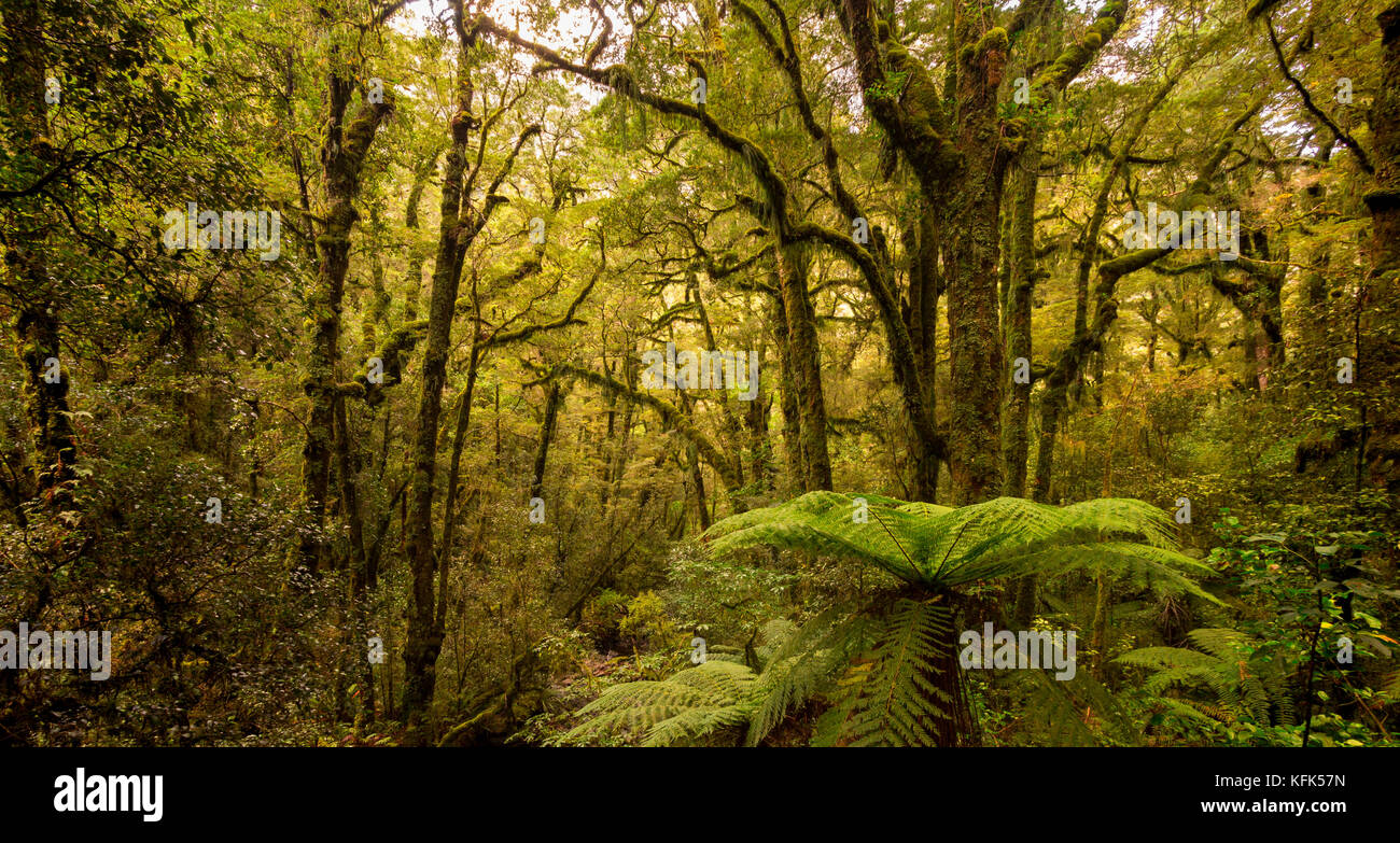 Dense forest new zealand hi-res stock photography and images - Alamy
