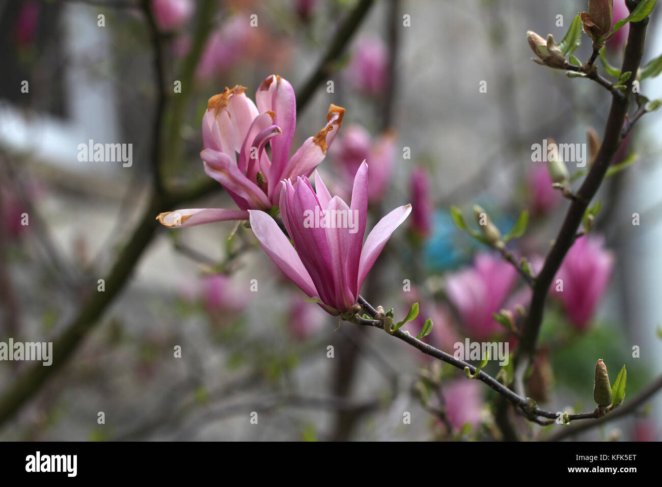 Magnolia / Magnolia - Very beautiful spring flowers Stock Photo - Alamy