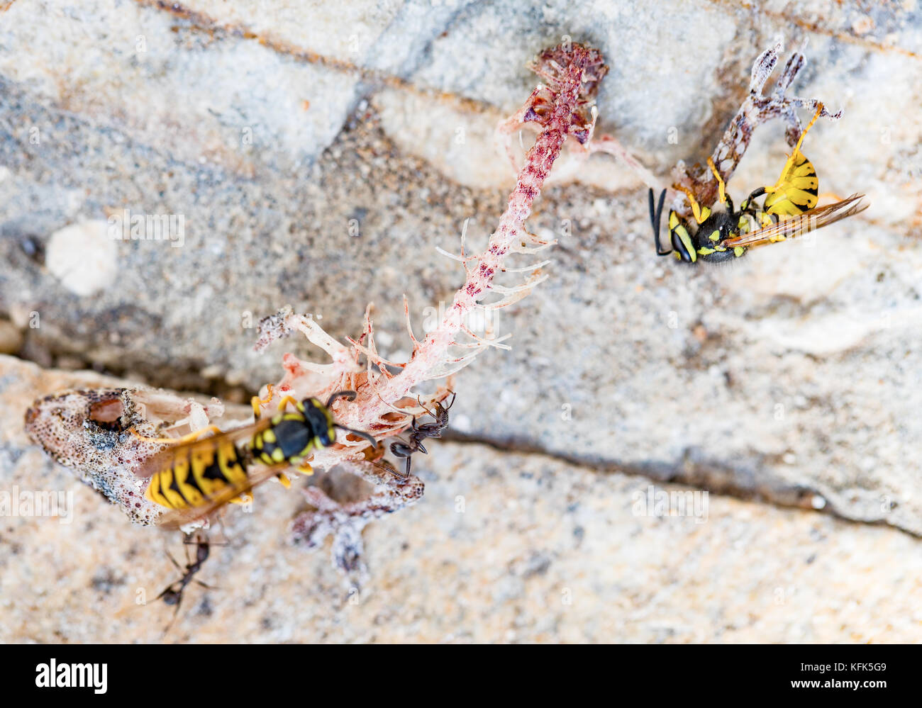 Baby wasp hi-res stock photography and images - Alamy