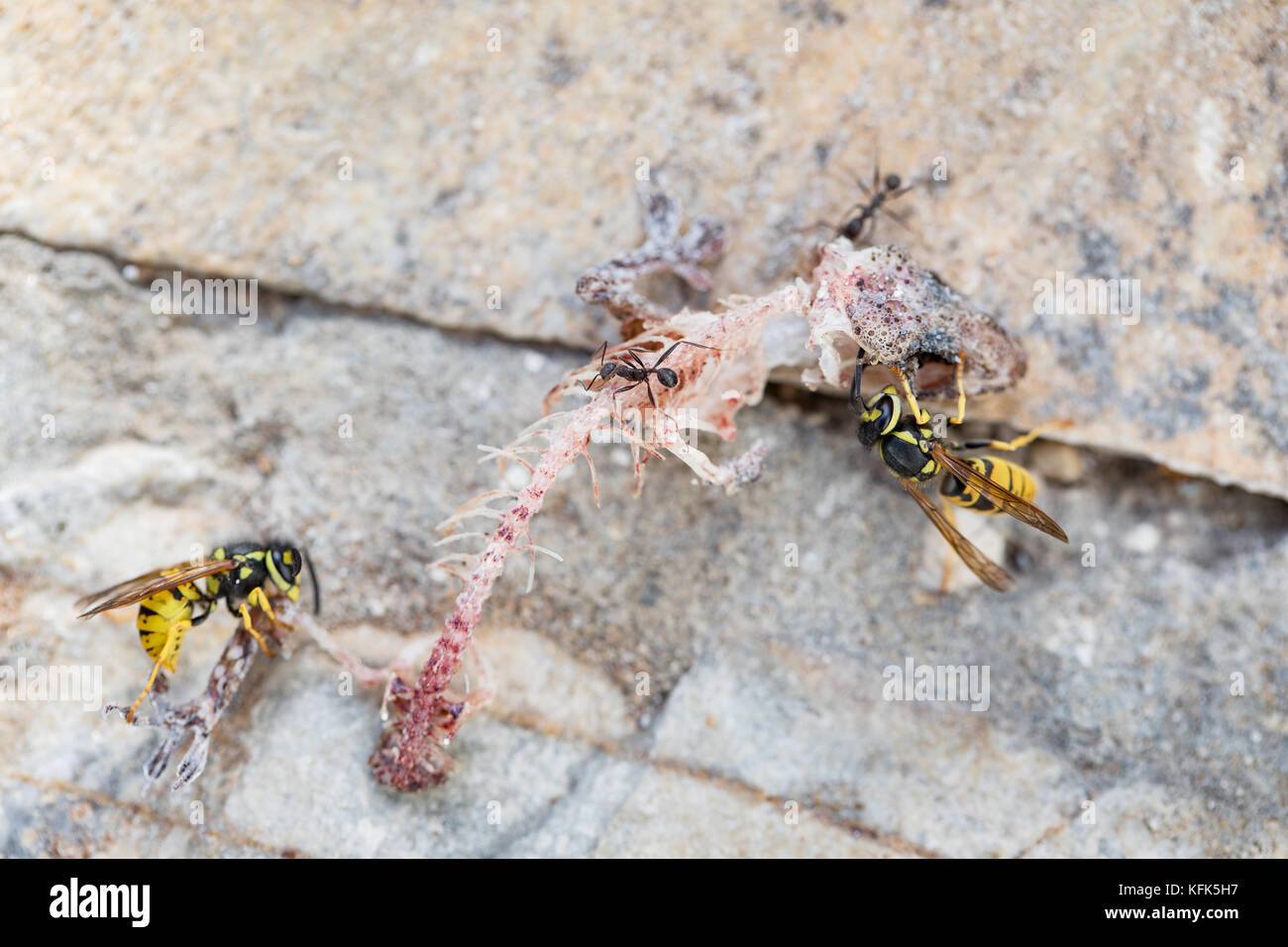 Baby wasp hi-res stock photography and images - Alamy