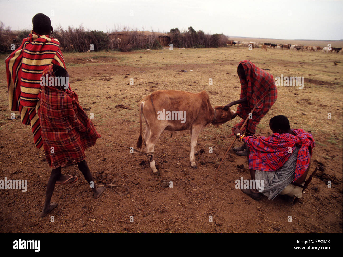 Masai tribesmen preparing to take blood from a cow jugular, Masai Mara ...