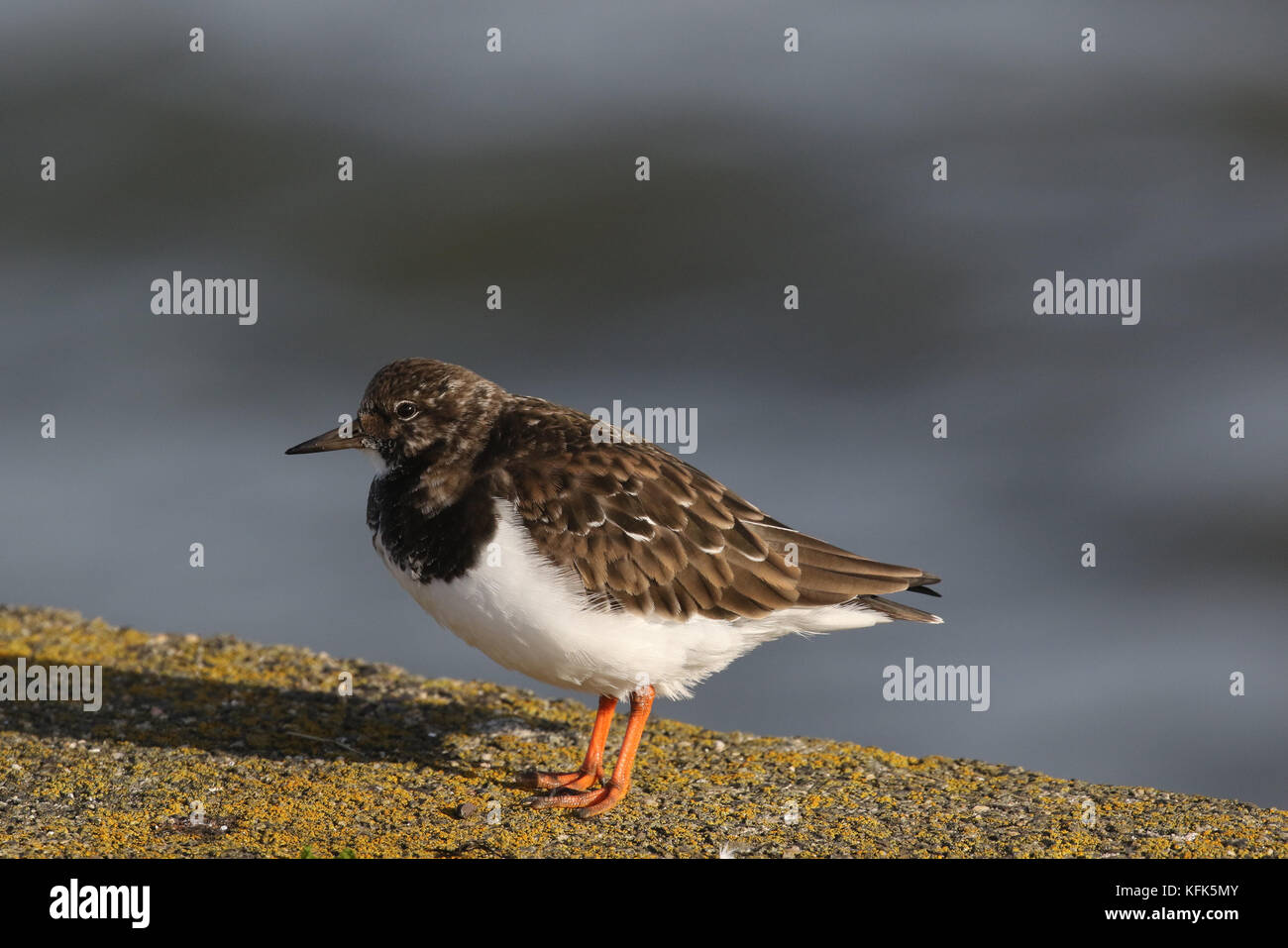 Turnstone standing on jetty hi-res stock photography and images - Alamy