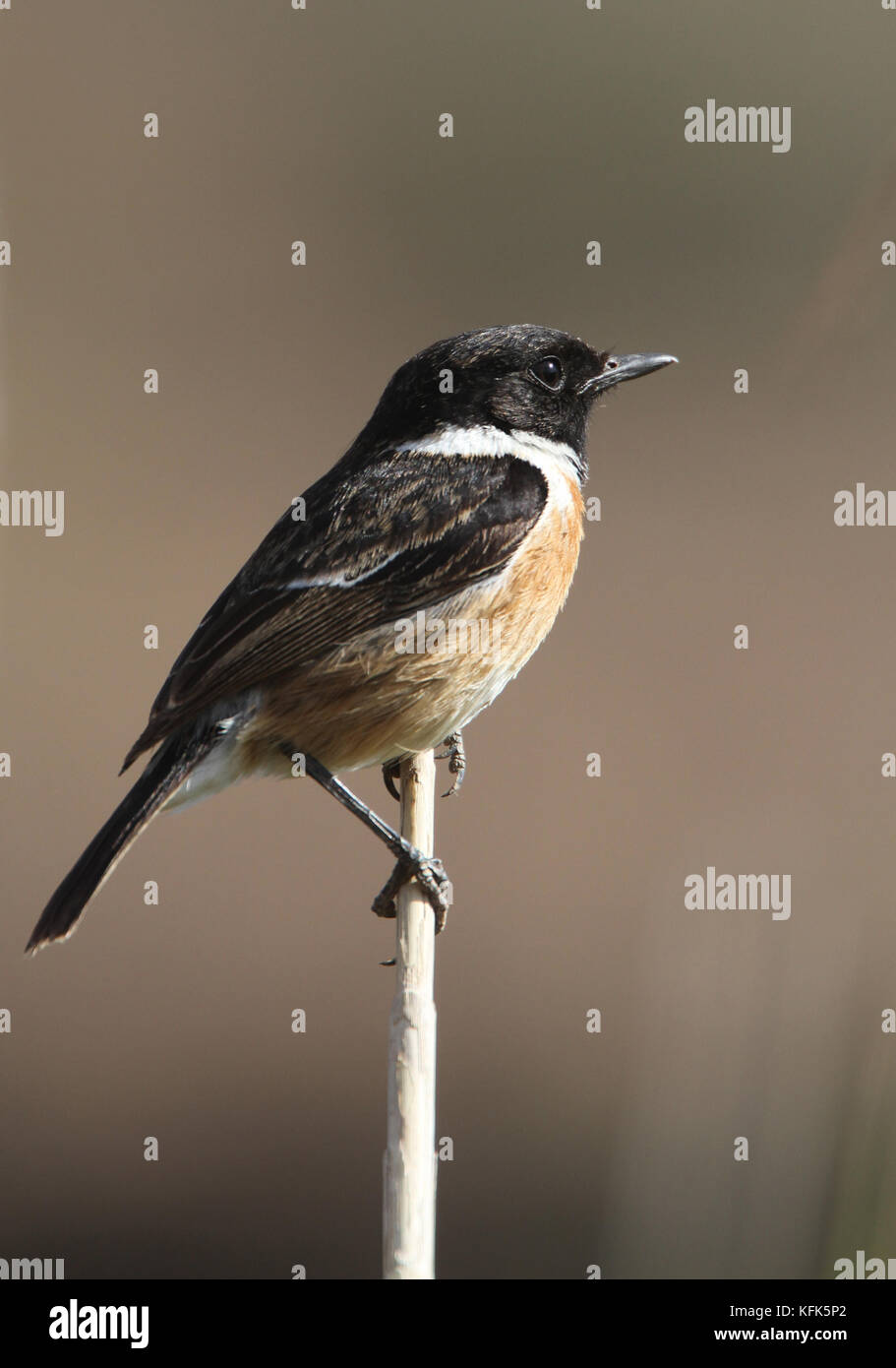 Adult stonechat hi-res stock photography and images - Alamy