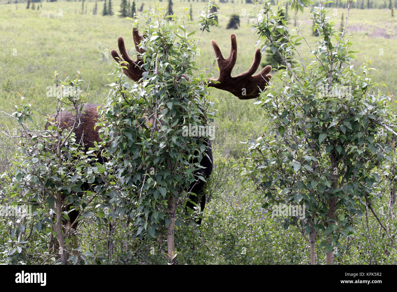 Moose hiding behind bush hi-res stock photography and images - Alamy
