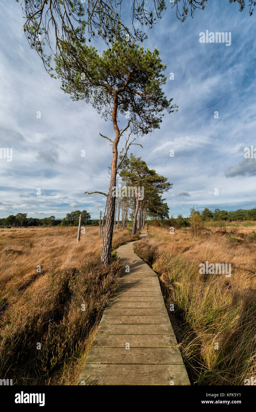 wooden boardwalk path. Part of the Dragonfly nature Trail, Thursley ...