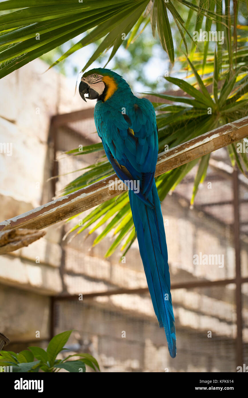 Macaw bird in animal captivity hi-res stock photography and images - Alamy