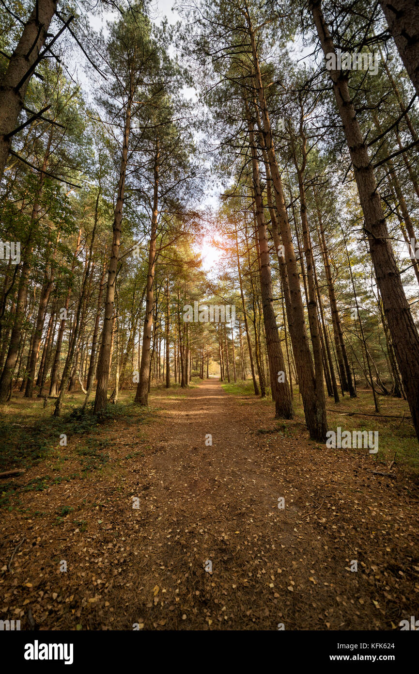pathway through the woods with sunlight coming through the trees Stock ...