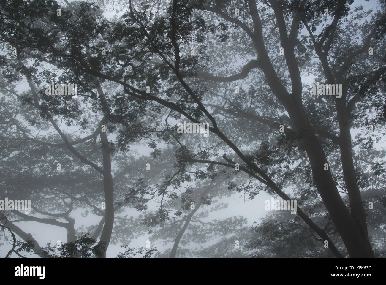 Rainforest, in the mountains southwest of Dili, Timor-Leste (East Timor ...