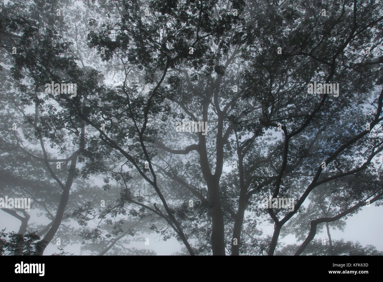 Rainforest, in the mountains southwest of Dili, Timor-Leste (East Timor ...