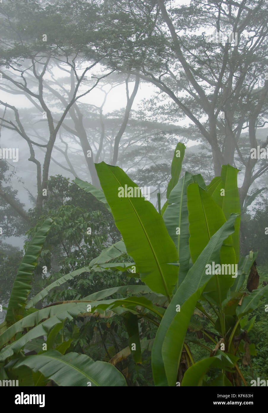 Rainforest, in the mountains southwest of Dili, Timor-Leste (East Timor ...