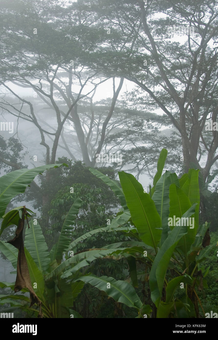 Rainforest, in the mountains southwest of Dili, Timor-Leste (East Timor ...