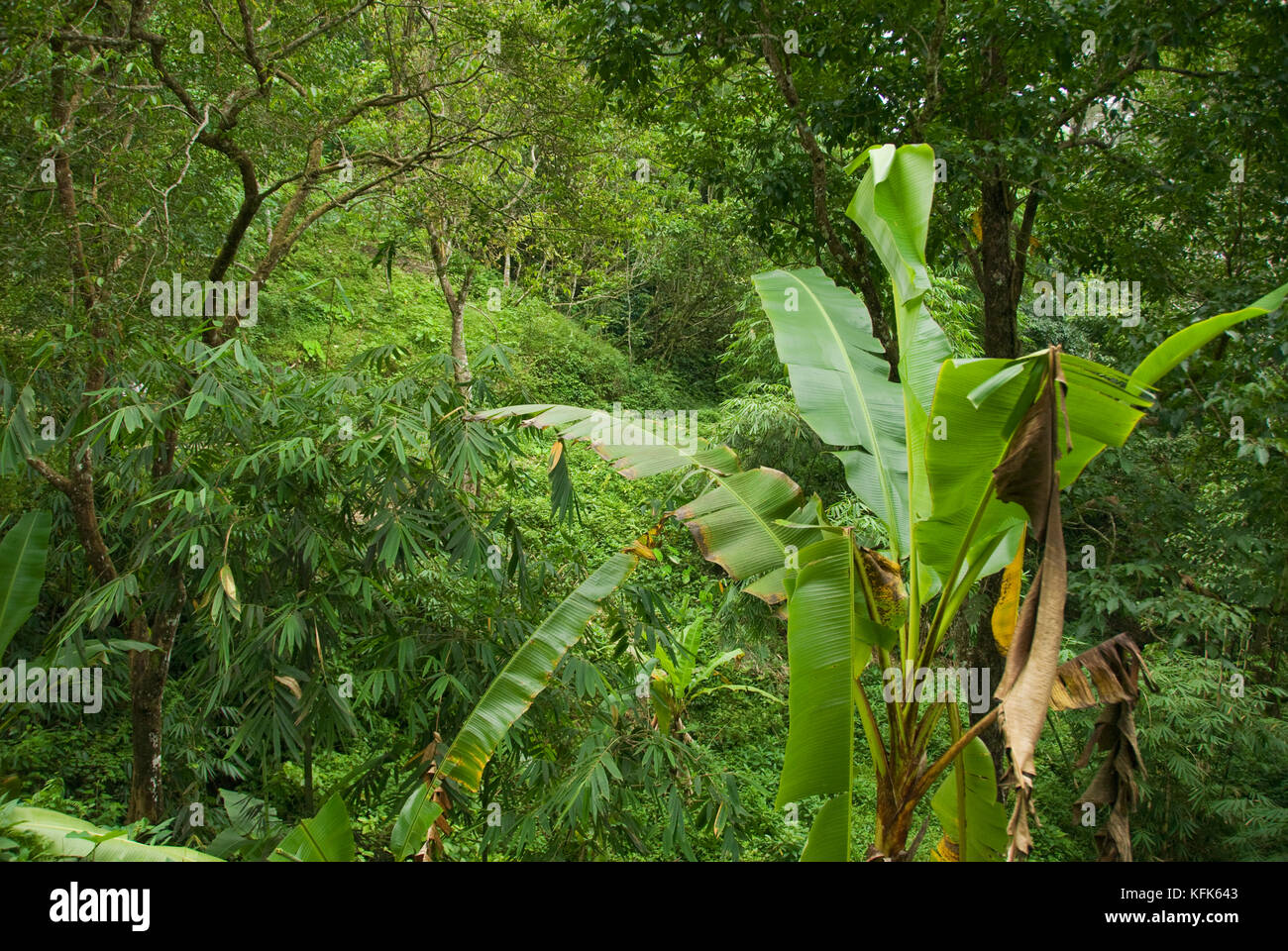 Rainforest, in the mountains southwest of Dili, Timor-Leste (East Timor ...
