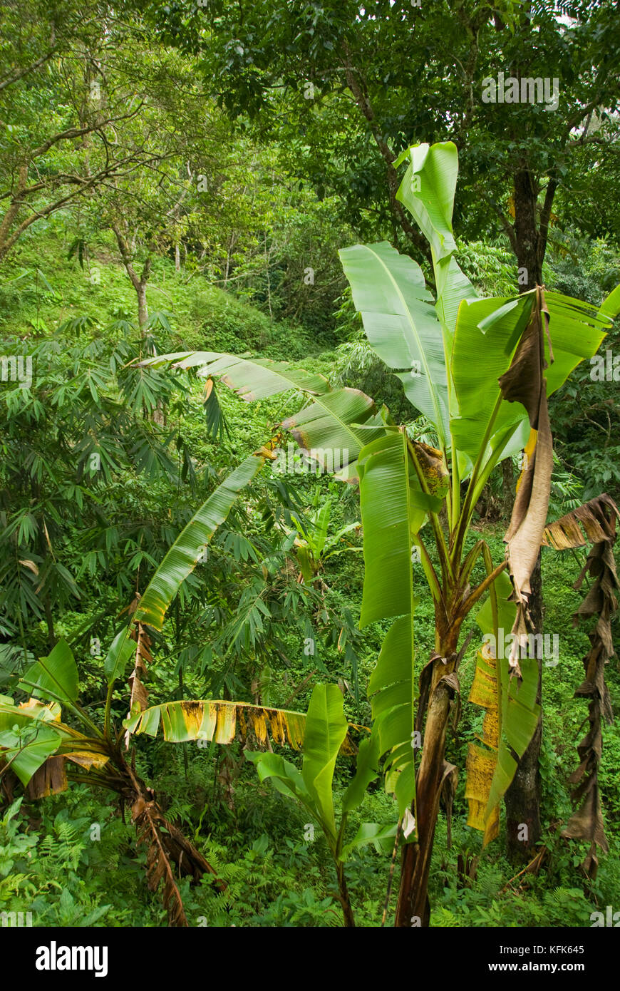 Rainforest, in the mountains southwest of Dili, Timor-Leste (East Timor ...