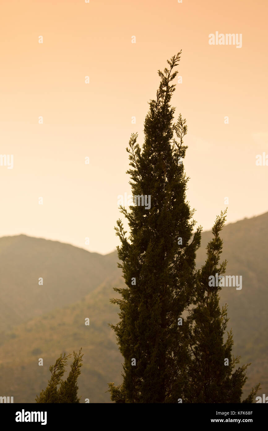 Italian cypress tree hi-res stock photography and images - Alamy
