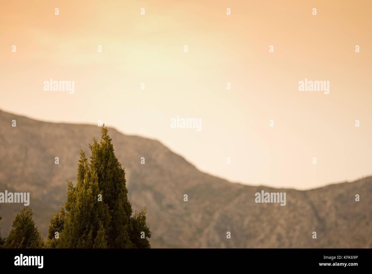 Italian cypress tree hi-res stock photography and images - Alamy
