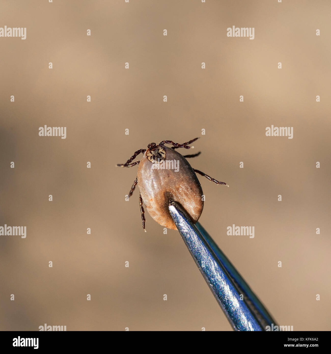 Remove pests hi-res stock photography and images - Alamy