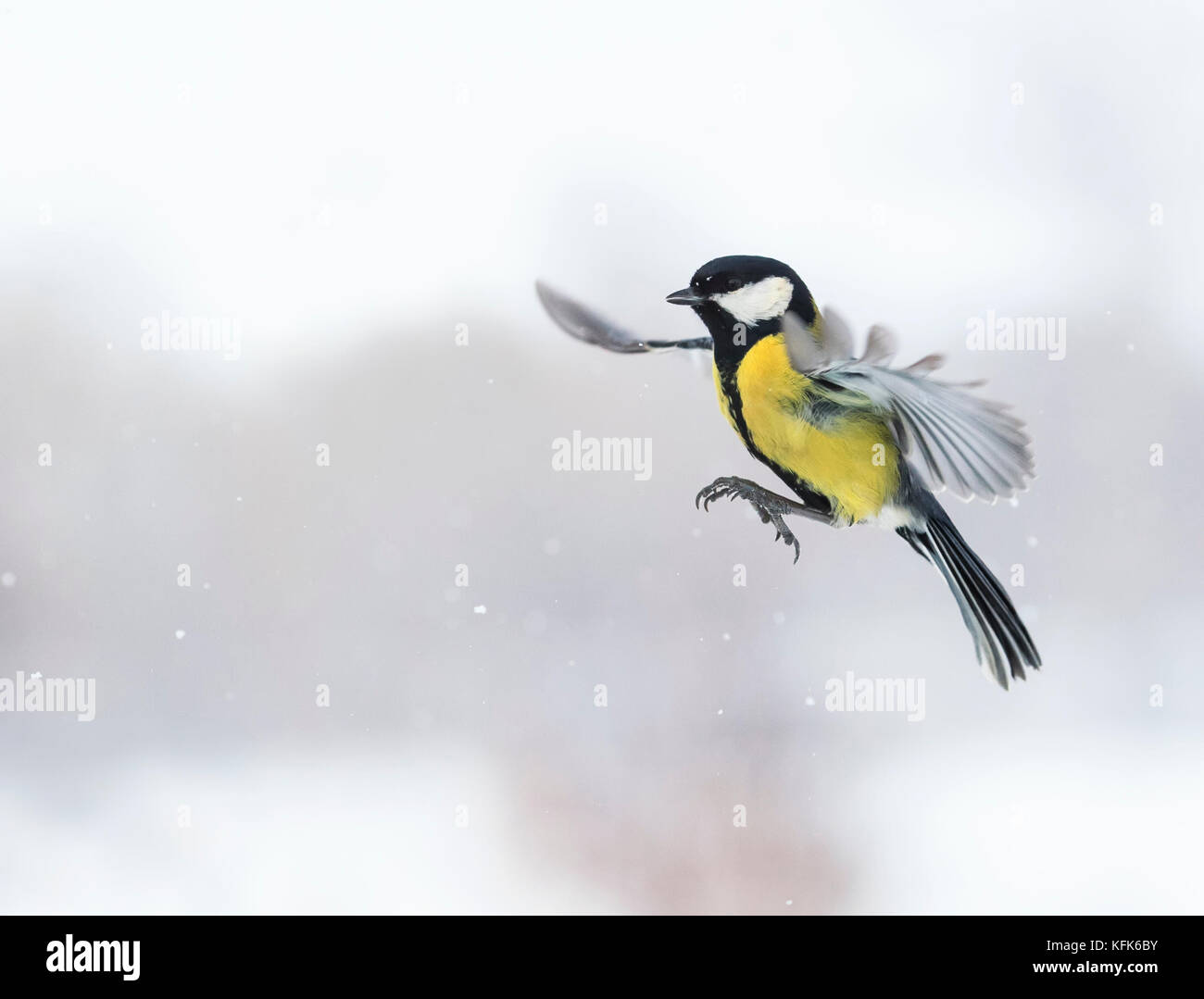 cute bird flying with its wings outstretched widely among snowfall ...